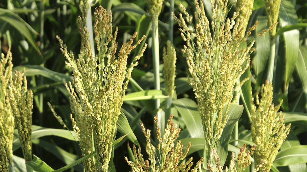 Input efficiencies. Sorghum the reliable crop. - Sorghum ID