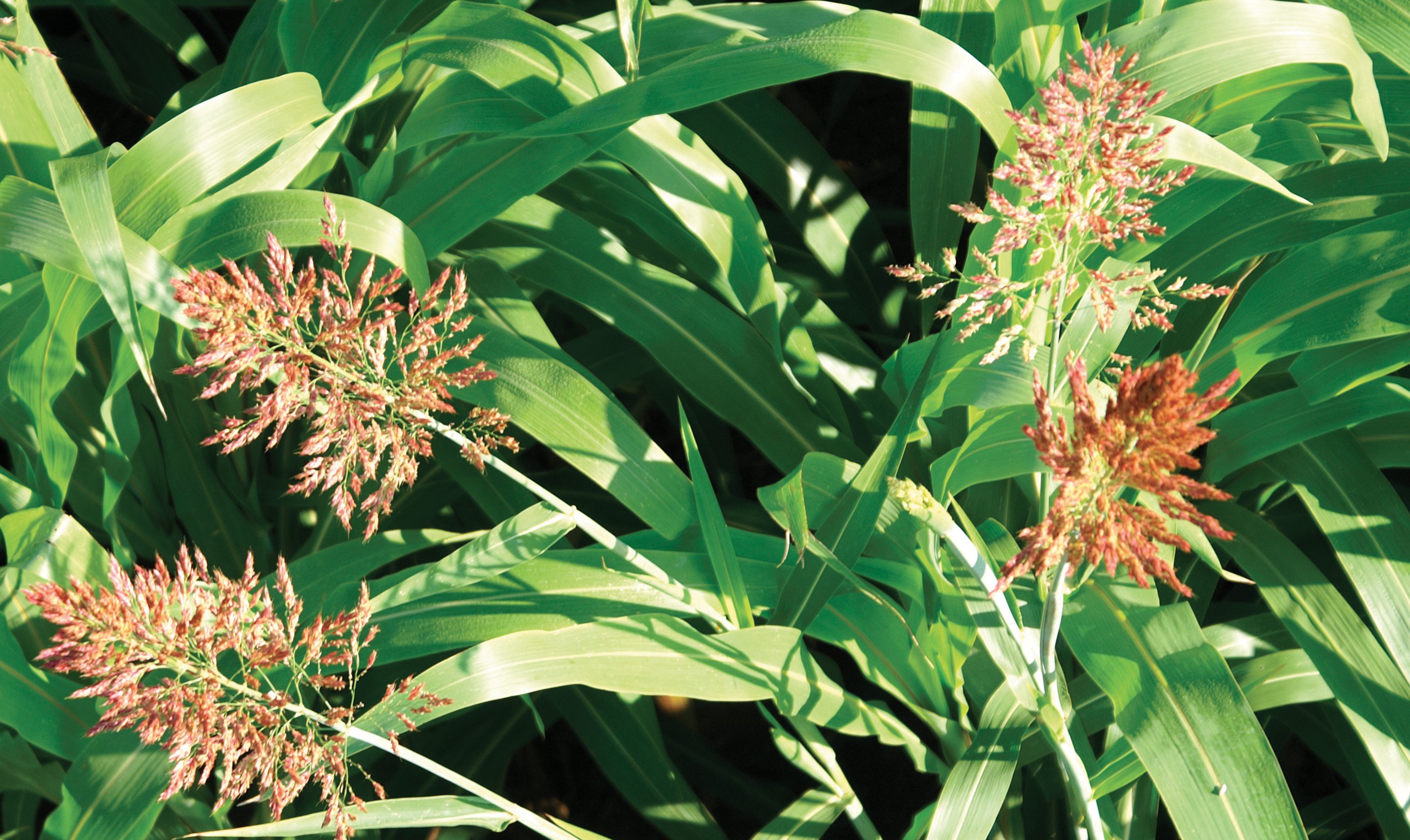 Sorgho fourrager de la culture, à la valorisation. - Sorghum ID