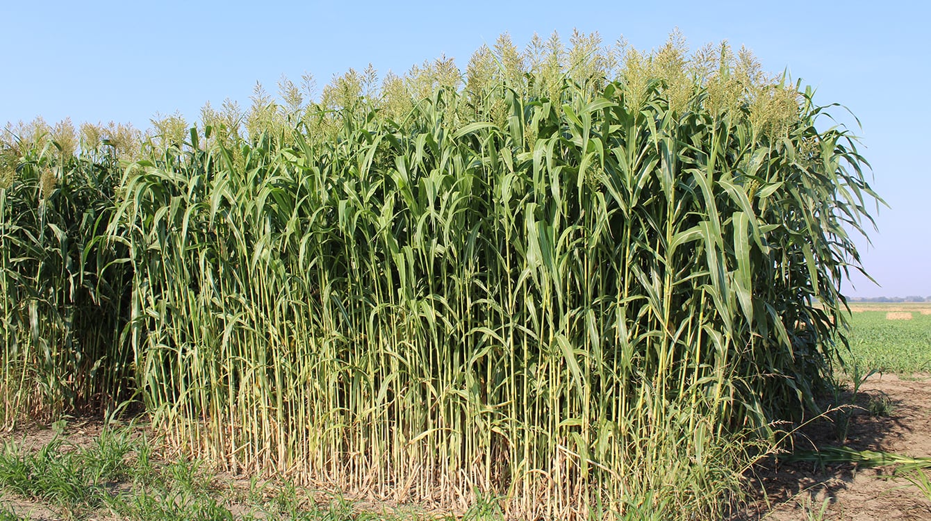 In Italia il sorgo è diventato una coltura di primaria importanza ...