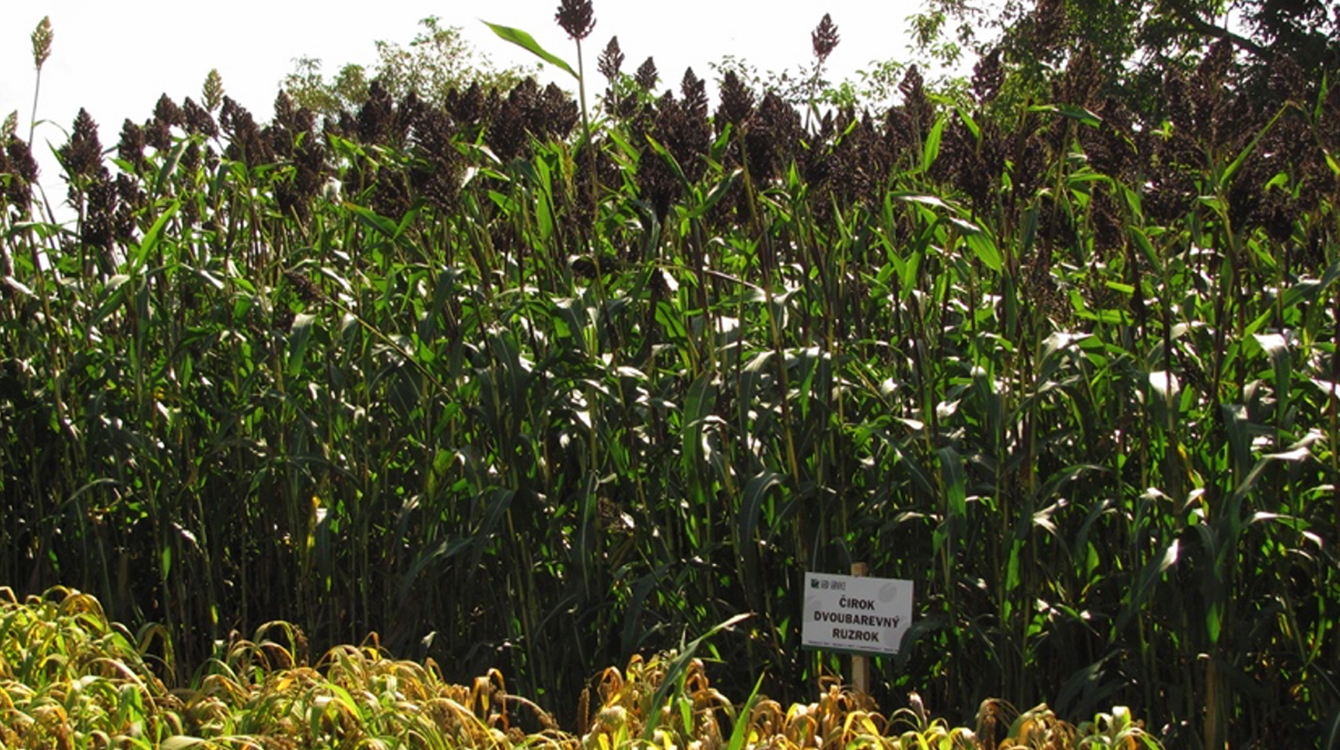 Sorghum Silage In Dairy Farming What Are The Benefits Sorghum Id