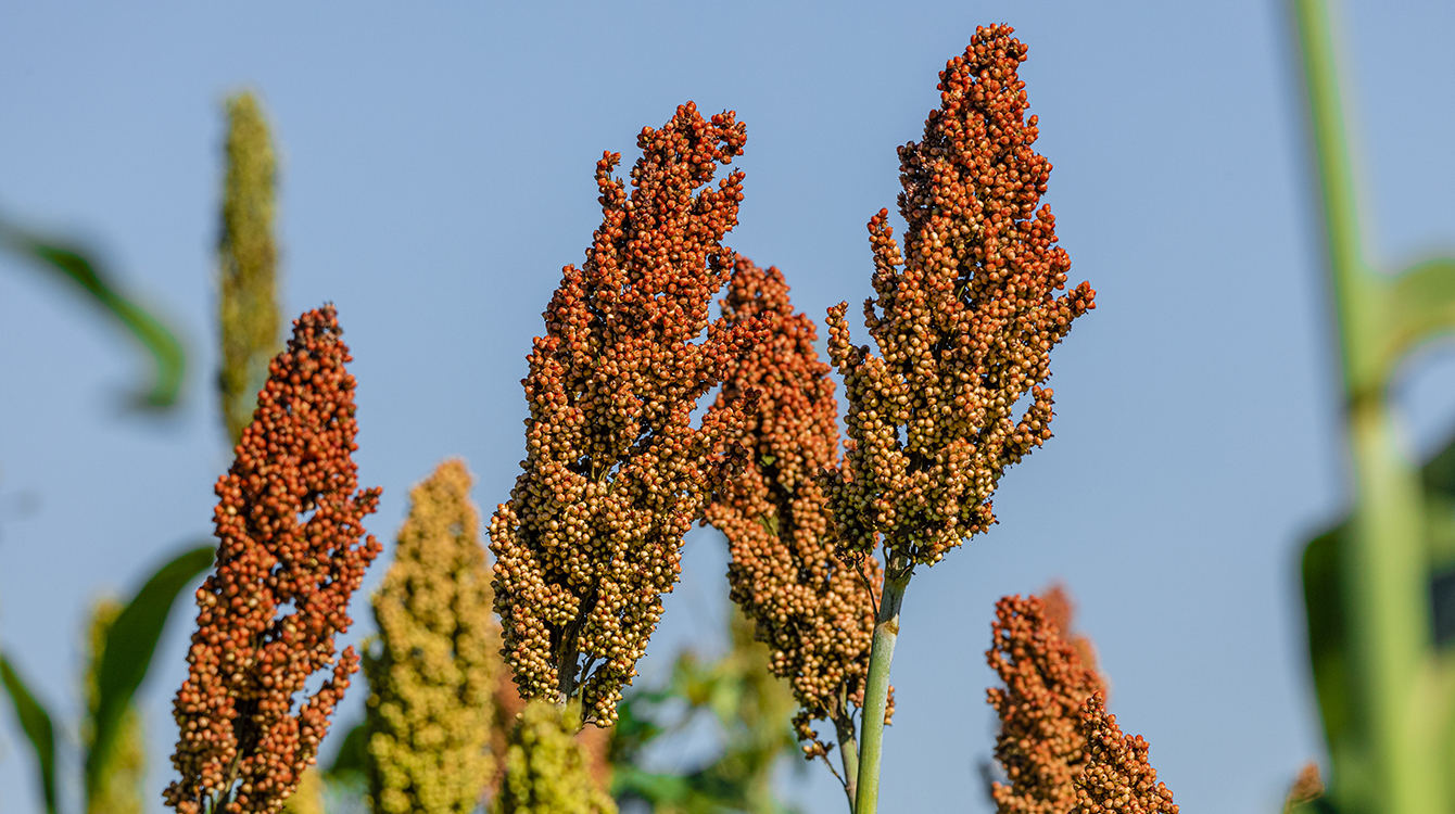El sorgo está presente en todos los terrenos - Sorghum ID