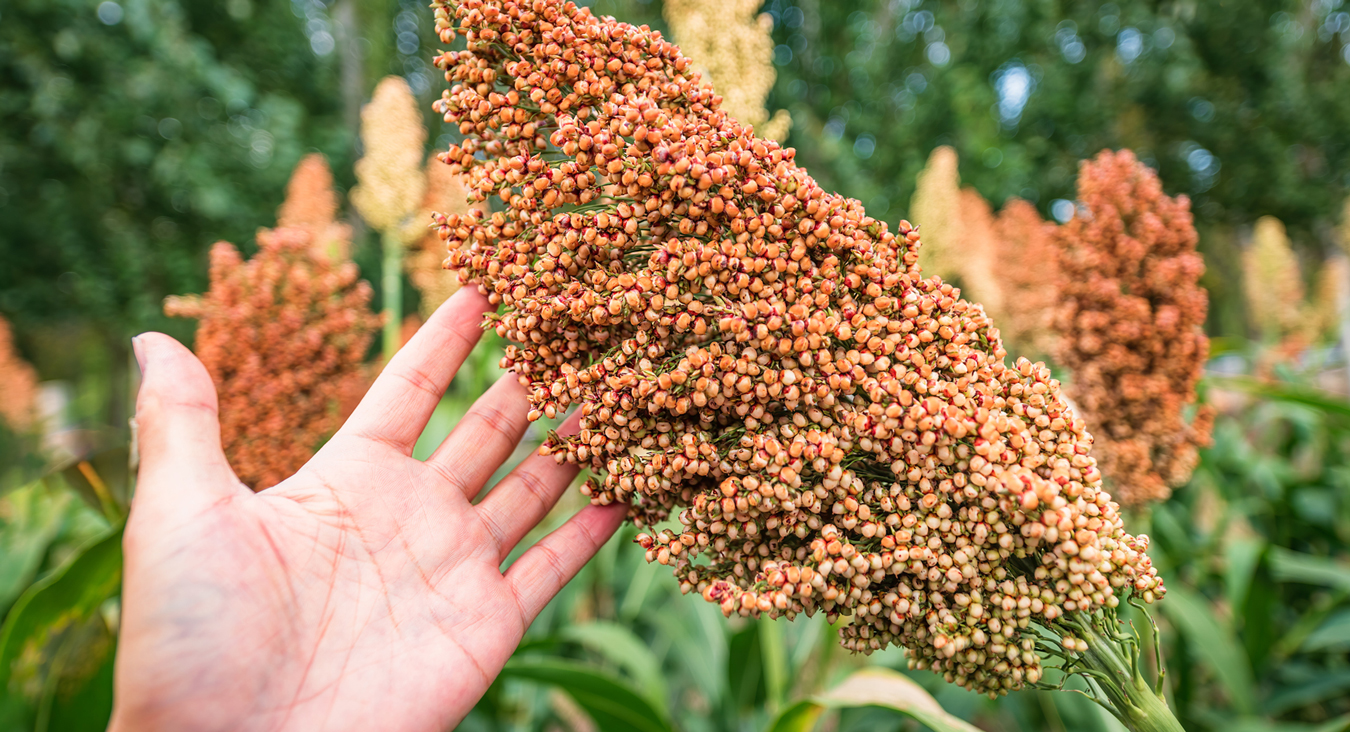 Le sorgho dans les rotations. Des atouts multiples. - Sorghum ID