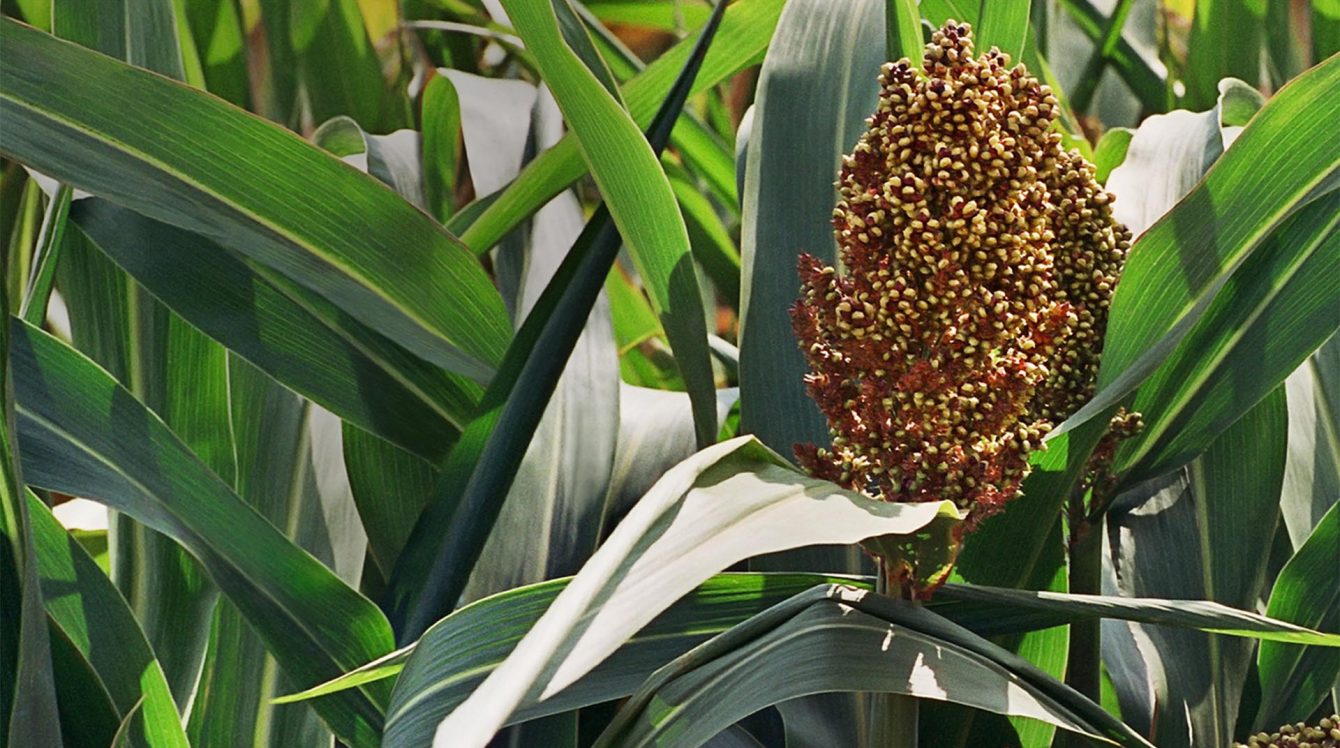 Alimentation animale. Le sorgho, c'est sûr - Sorghum ID