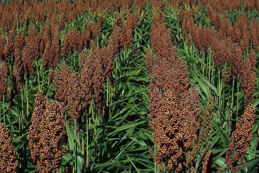 Le sorgho, une culture productive et résiliente | Sorghum-ID