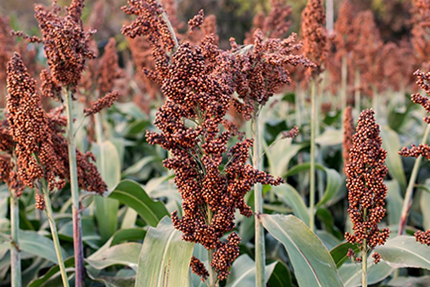 Productivity. Sorghum the reliable crop. - Sorghum ID