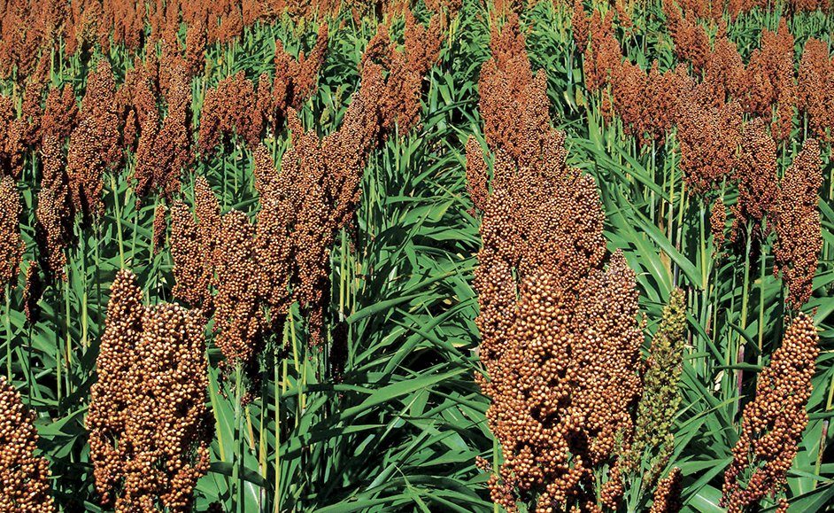 Ahorro en insumos. El sorgo es seguro. - Sorghum ID