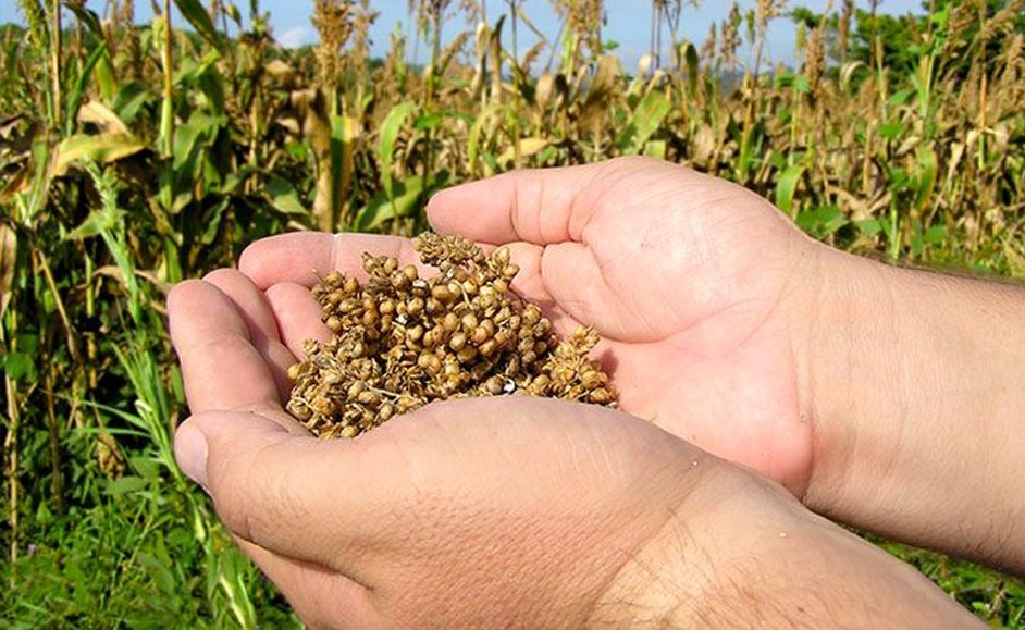 Alimentación del ganado. El sorgo es seguro. - Sorghum ID
