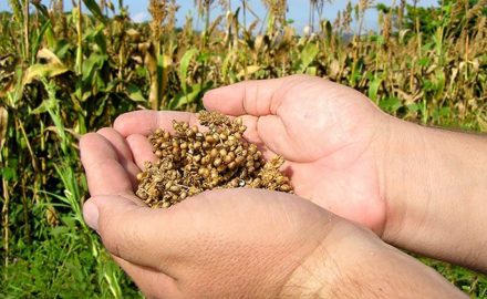 Animal feed. Sorghum the reliable crop. - Sorghum ID