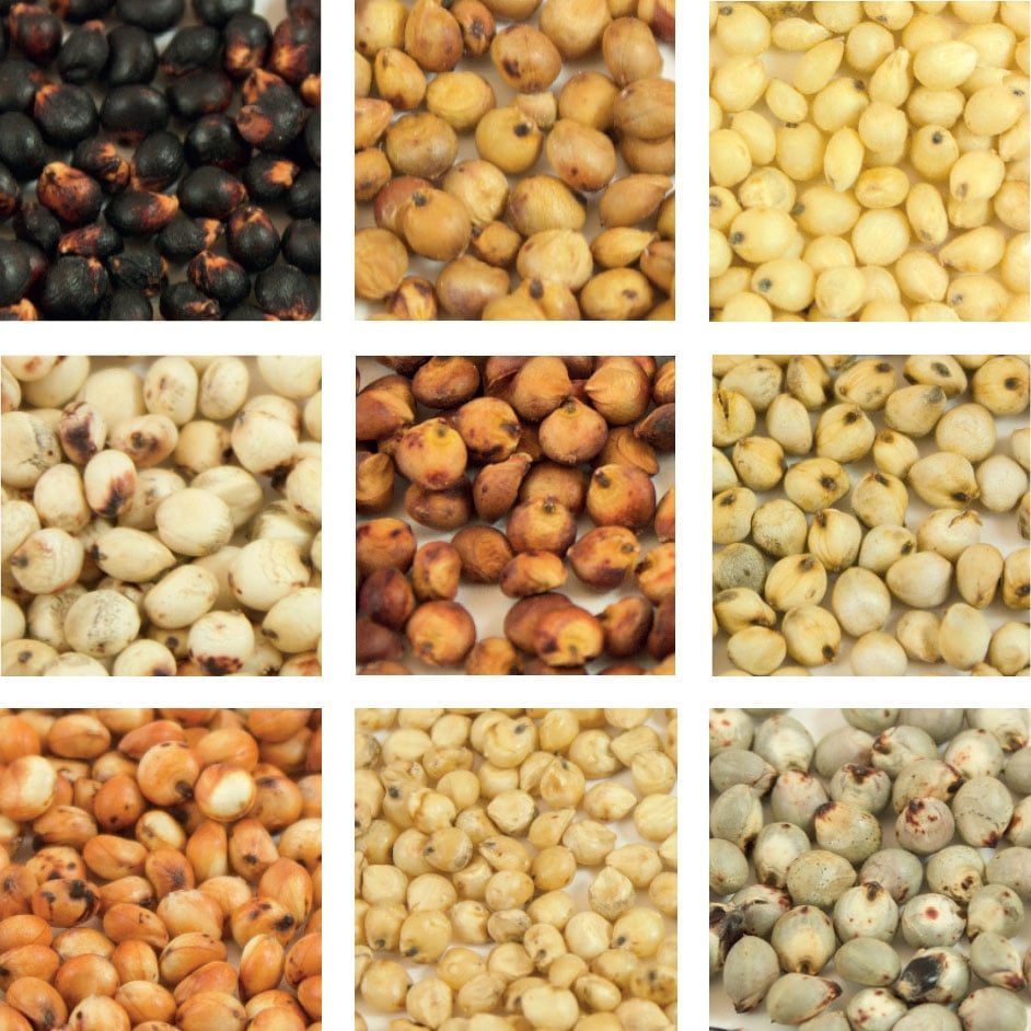 Animal feed. Sorghum the reliable crop. - Sorghum ID