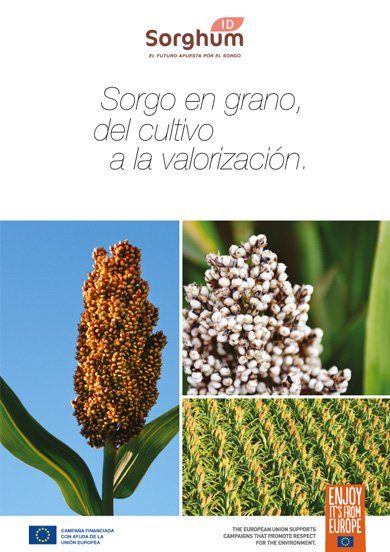 Sorgo en grano,del cultivoa la valorización. - Sorghum ID