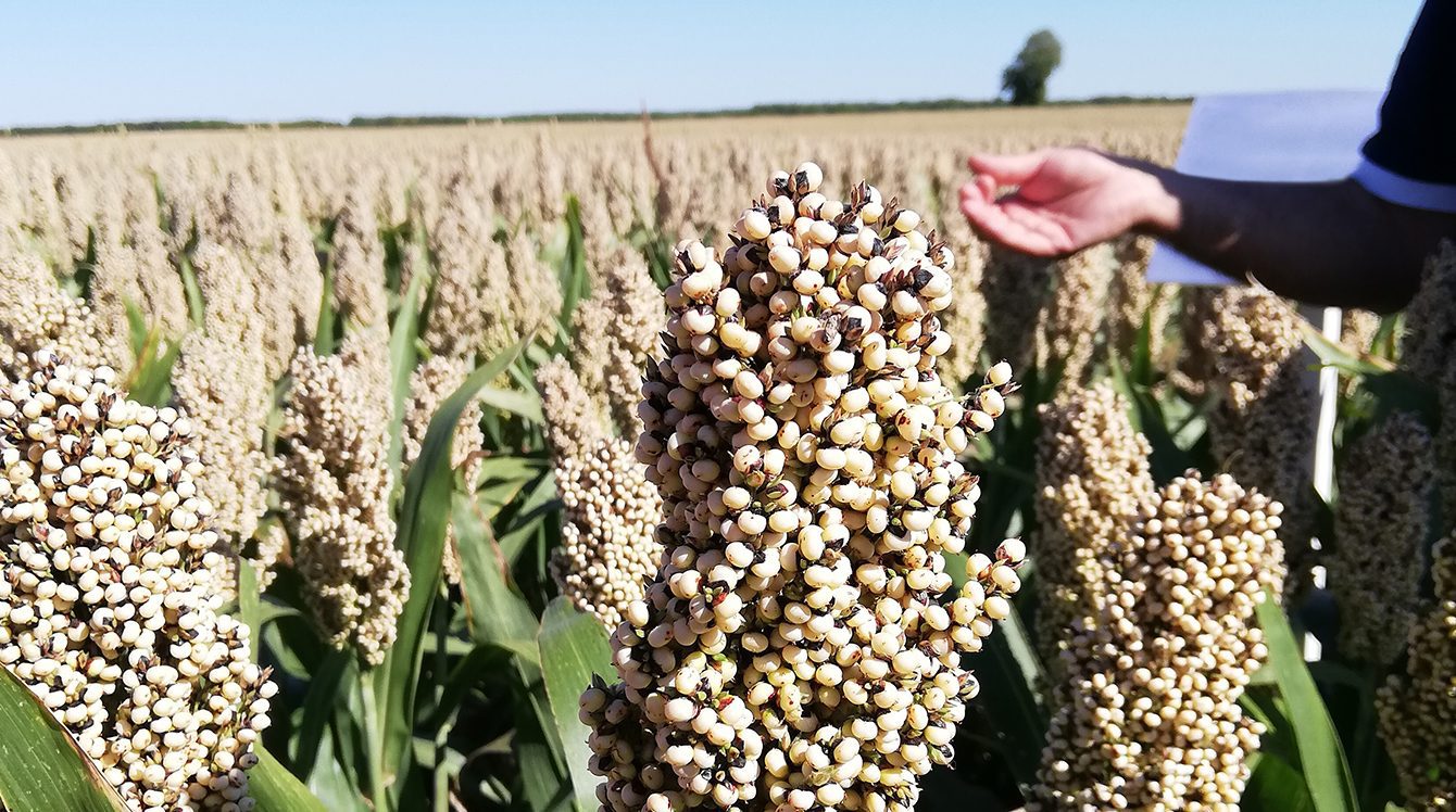 Le sorgho est un bon précédent surtout si … - Sorghum ID