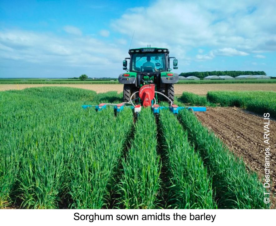 Relay cropping and sorghum: an innovative technique! - Sorghum ID