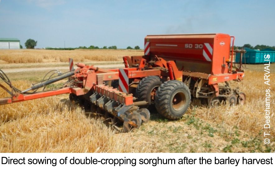 Relay cropping and sorghum: an innovative technique! - Sorghum ID