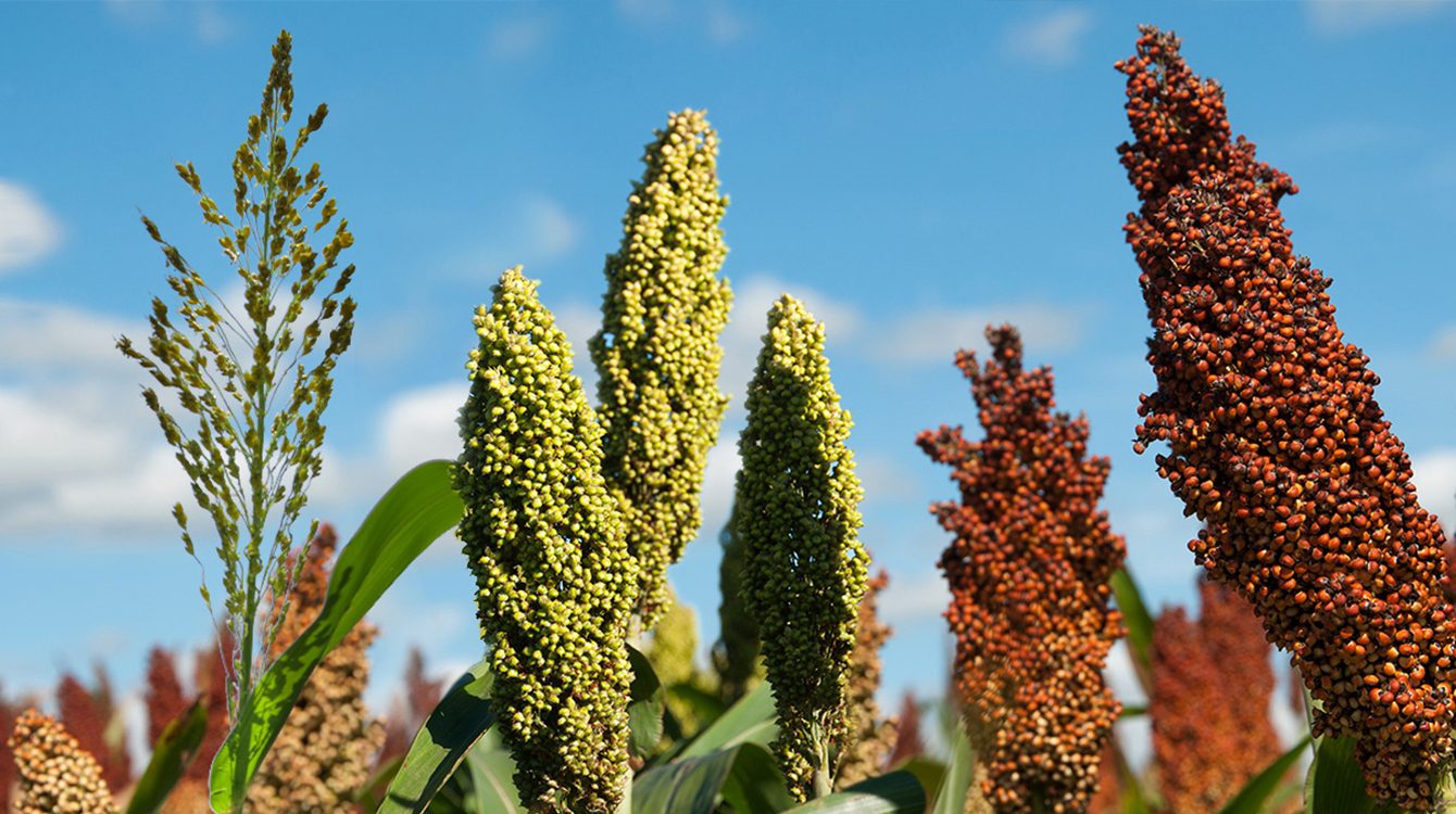 À chaque débouché son sorgho. Les connaissez-vous ? - Sorghum ID