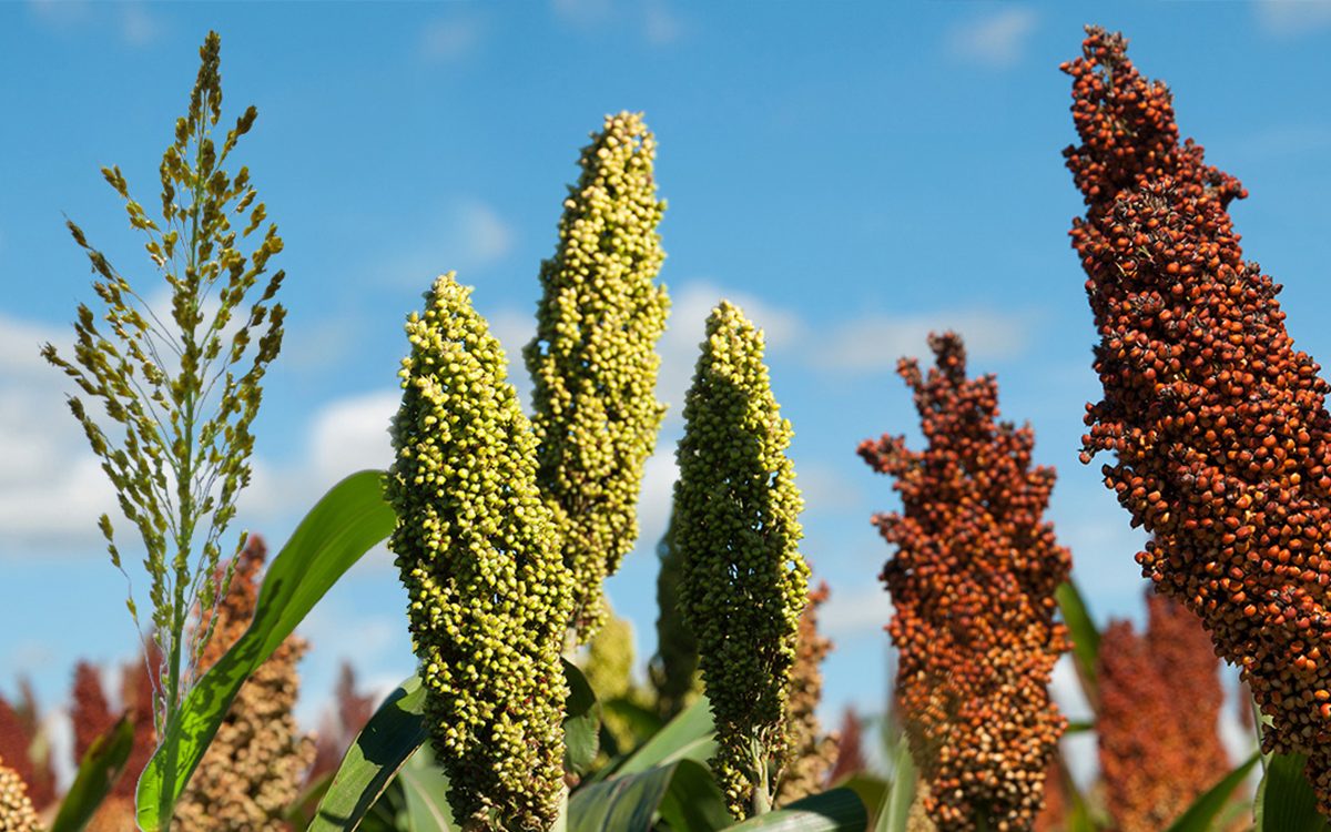 Each market its own sorghum. Do you know them? - Sorghum ID