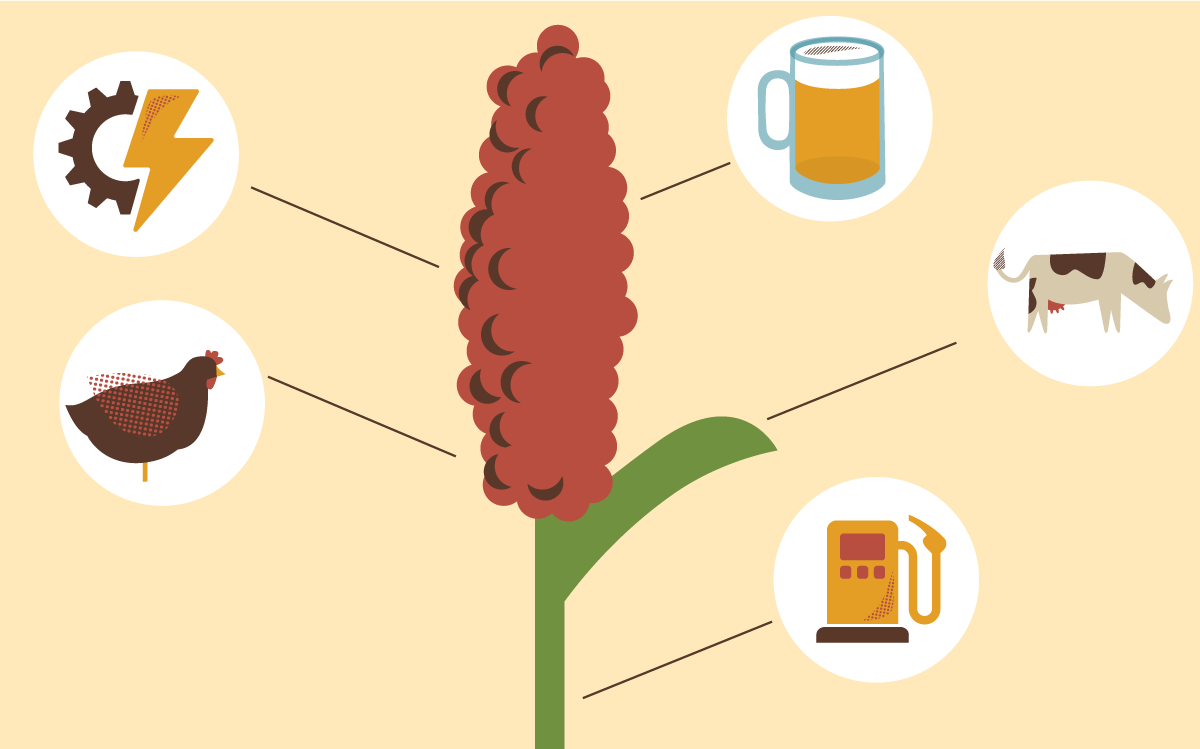 Everything in sorghum can be processed - Sorghum ID
