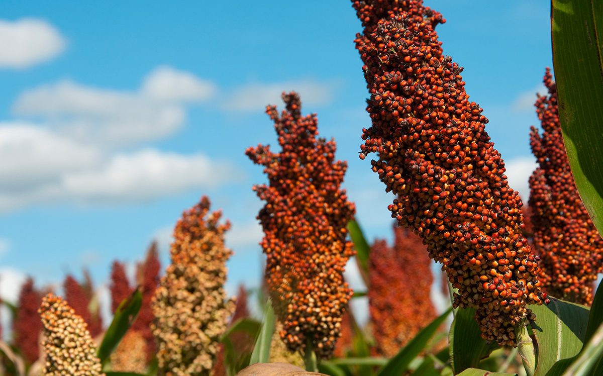 Bien choisir sa variété de sorgho - Sorghum ID
