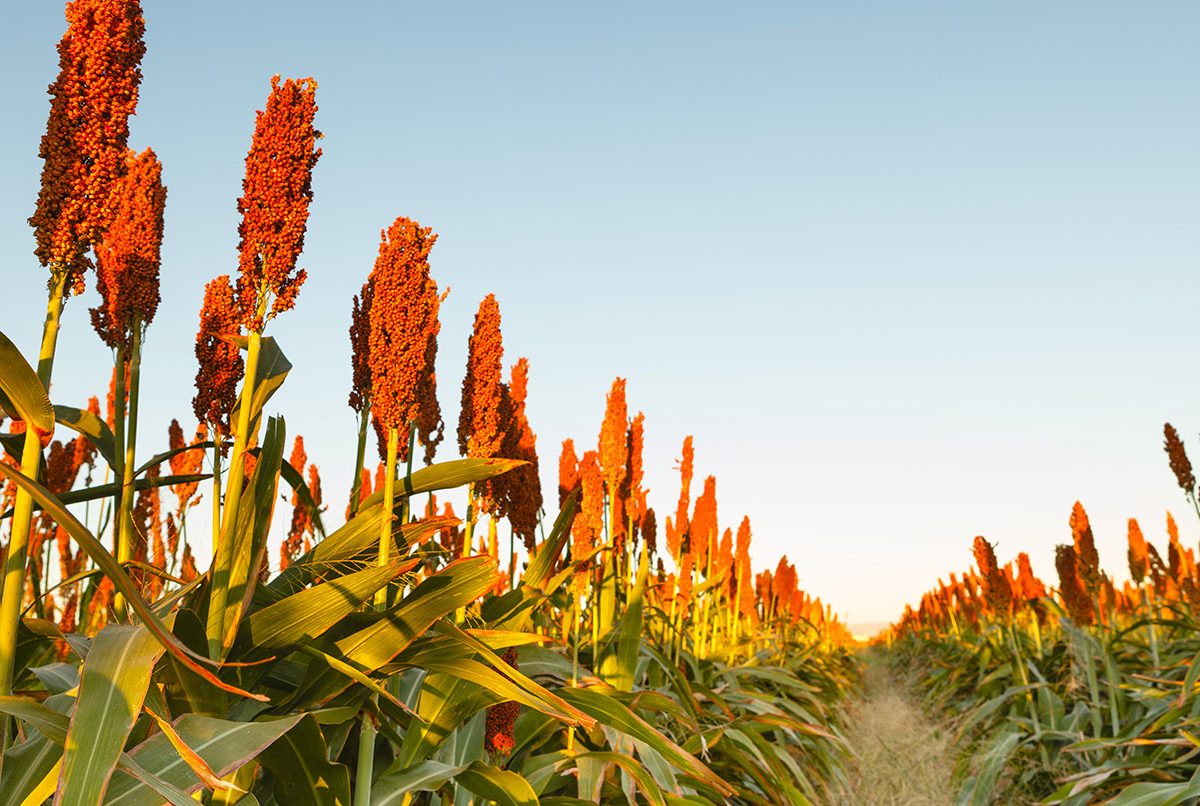 Tips for Successful Weed Control - Sorghum ID
